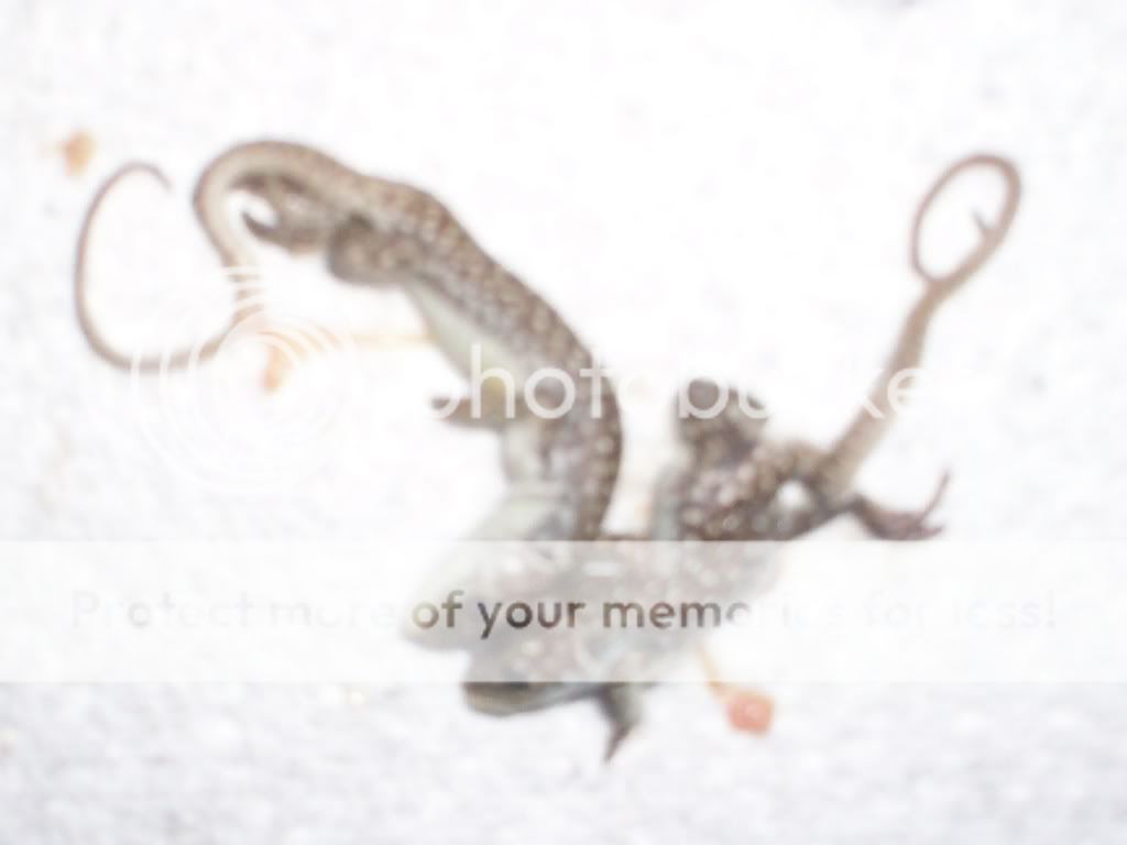 Crested Gecko conjoined twins | Reptile Forums