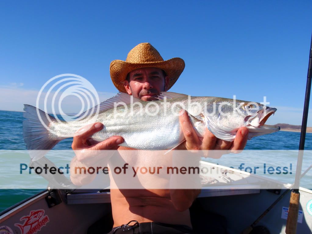 QLD Jewfish or trag? | Kayak and Fishing Forum