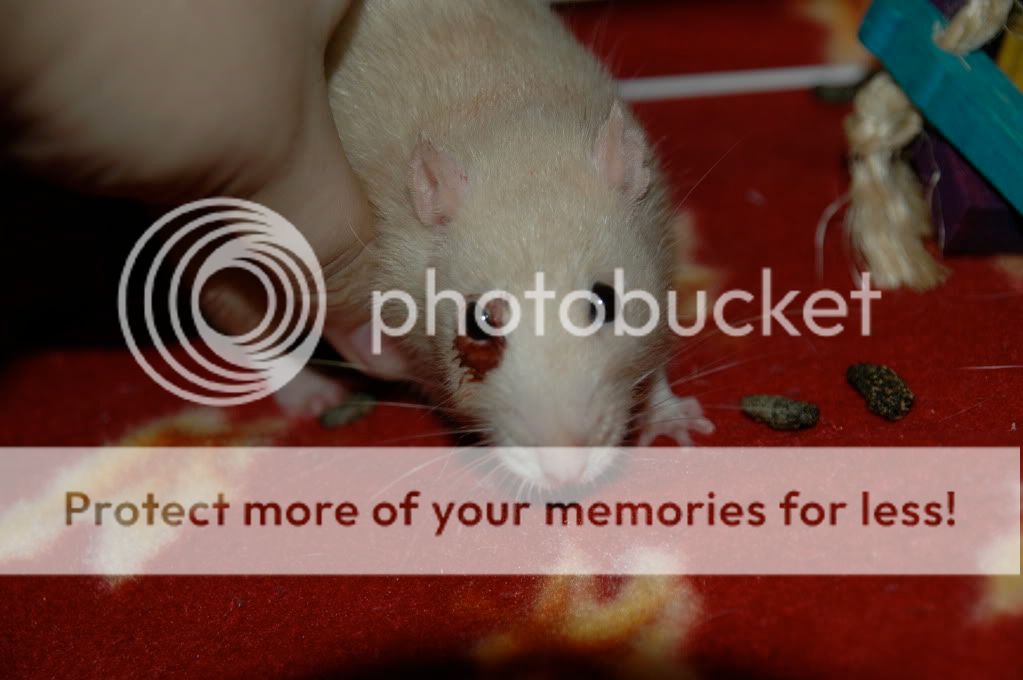 Chronic porphyrin in one eye? | The Rat Shack - Pet Rat Forum