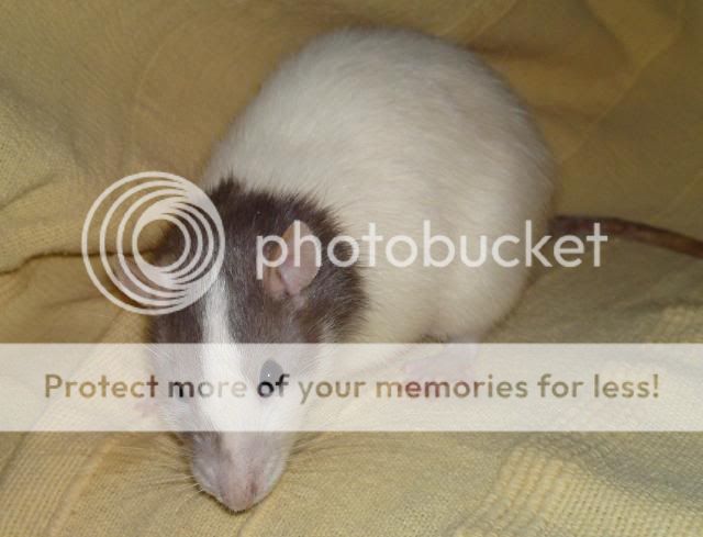 NW England - 7 Adult Buck Rats | Reptile Forums