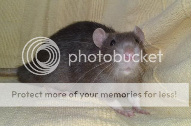 7 Adult Buck Rats | UK Pet Forums Forum