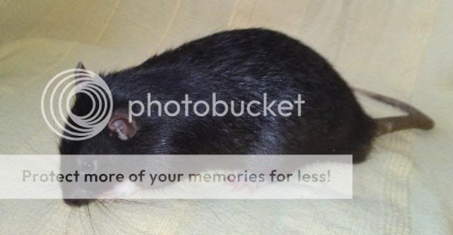 7 Adult Buck Rats | UK Pet Forums Forum