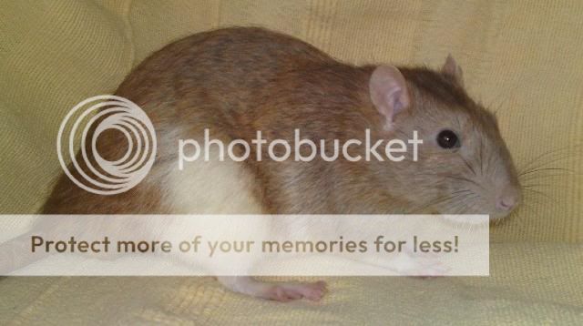 NW England - 7 Adult Buck Rats | Reptile Forums